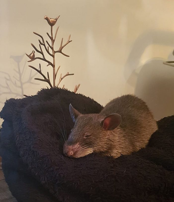 African Giant Pouched Rats - National Pouched Rat Society