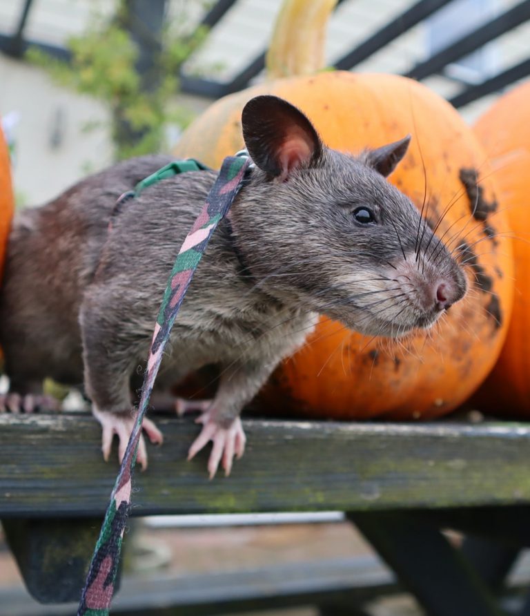 African Giant Pouched Rats - National Pouched Rat Society