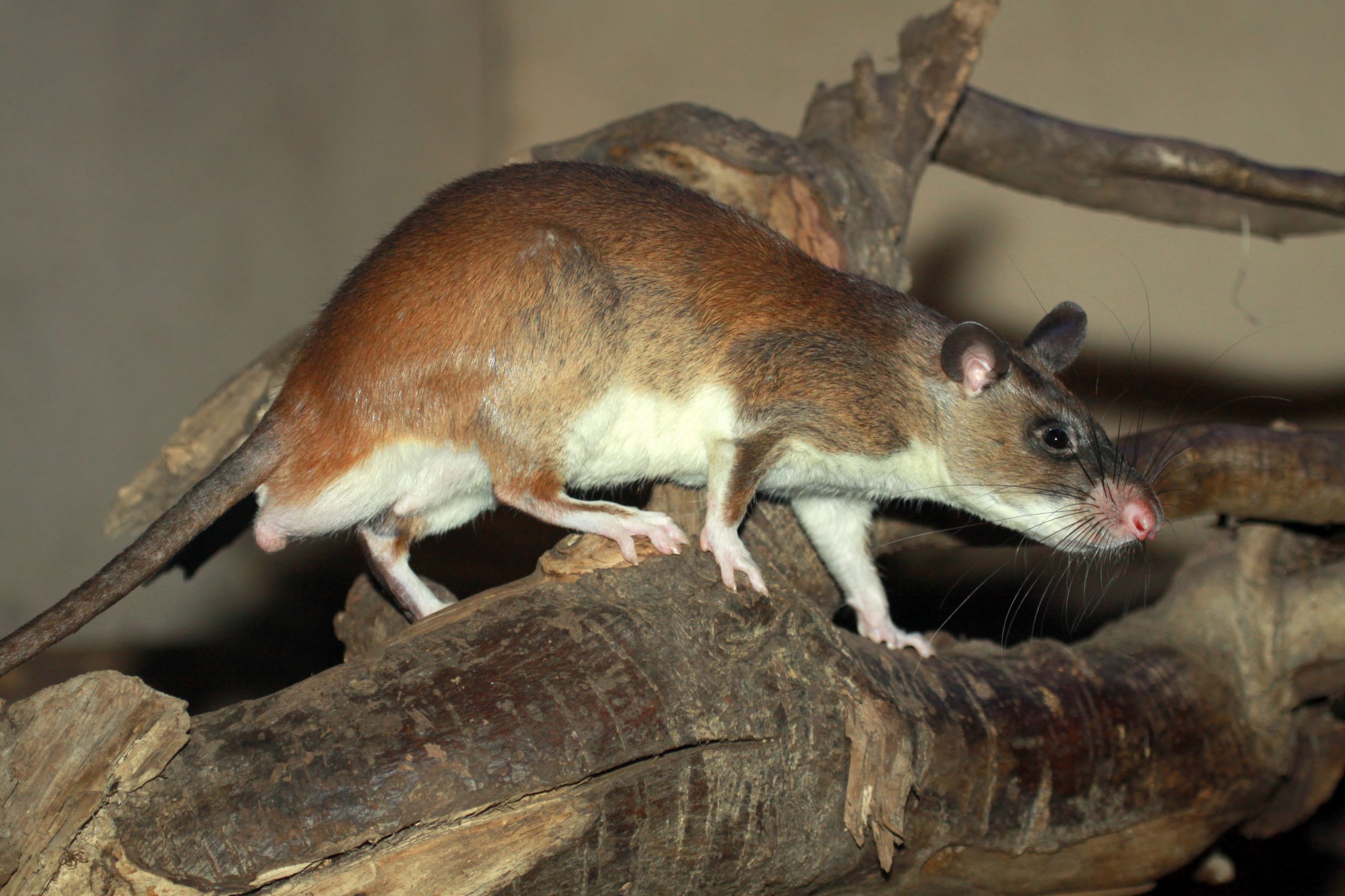 African Giant Pouched Rats National Pouched Rat Society